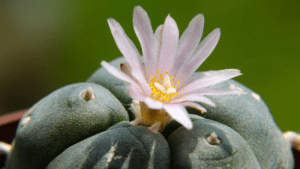 Peyote Ceremony: What It Is, and How Does It Work